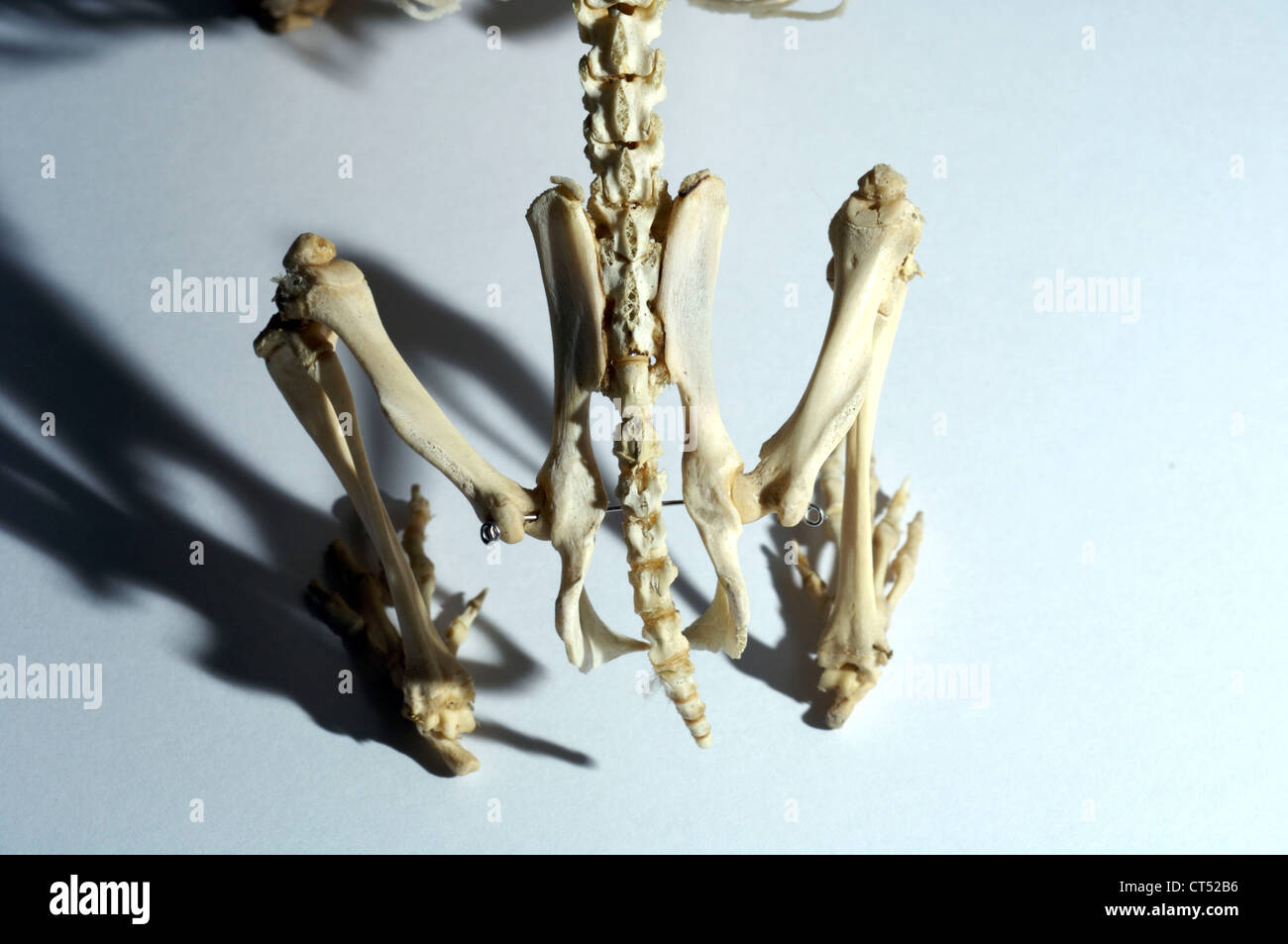 Hedgehog anatomy hi-res stock photography and images - Alamy