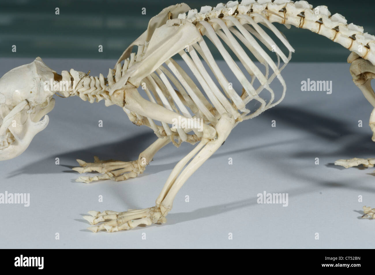 HEDGEHOG SKELETON Stock Photo - Alamy