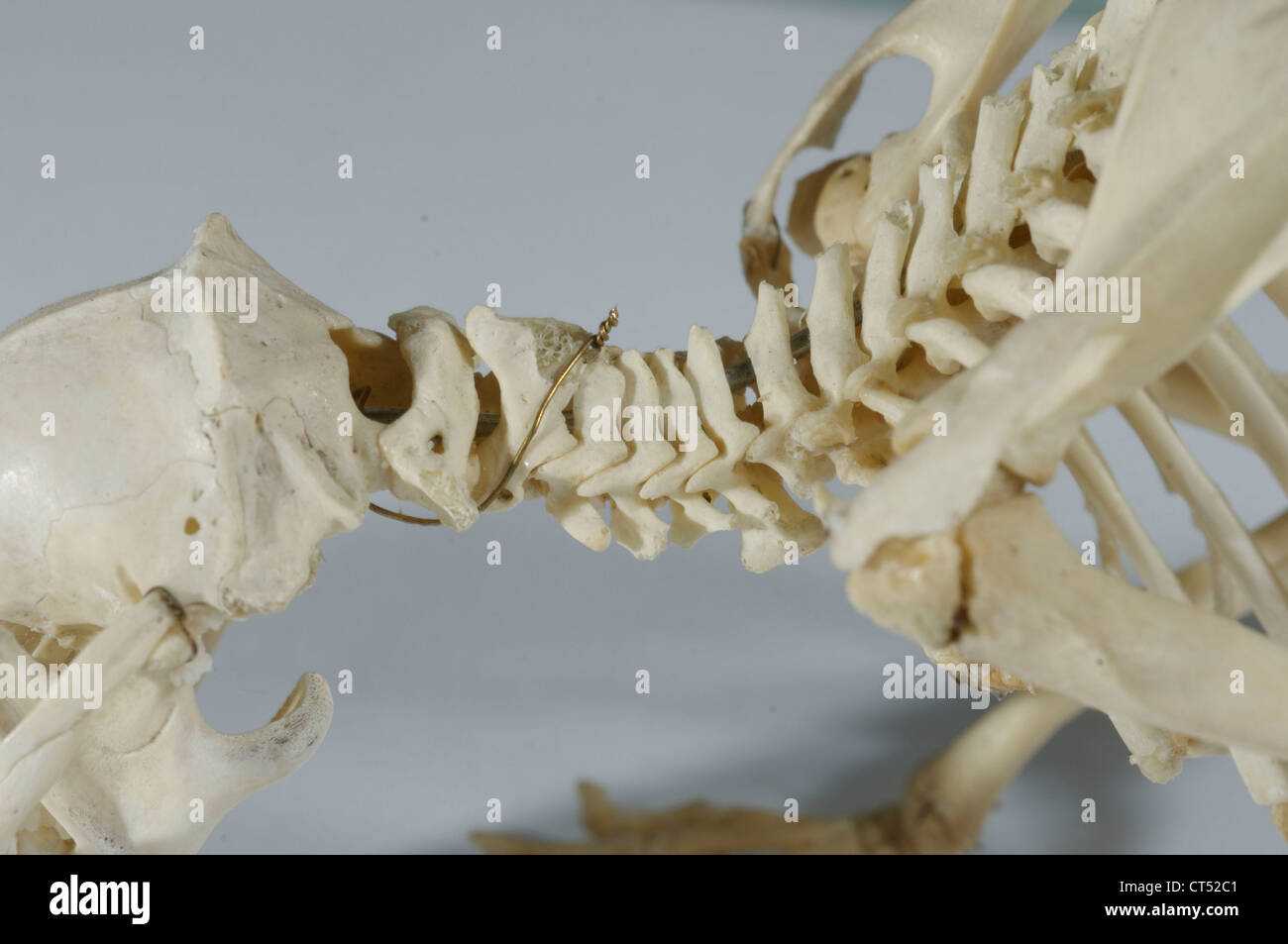 Hedgehog Skull High Resolution Stock Photography and Images - Alamy