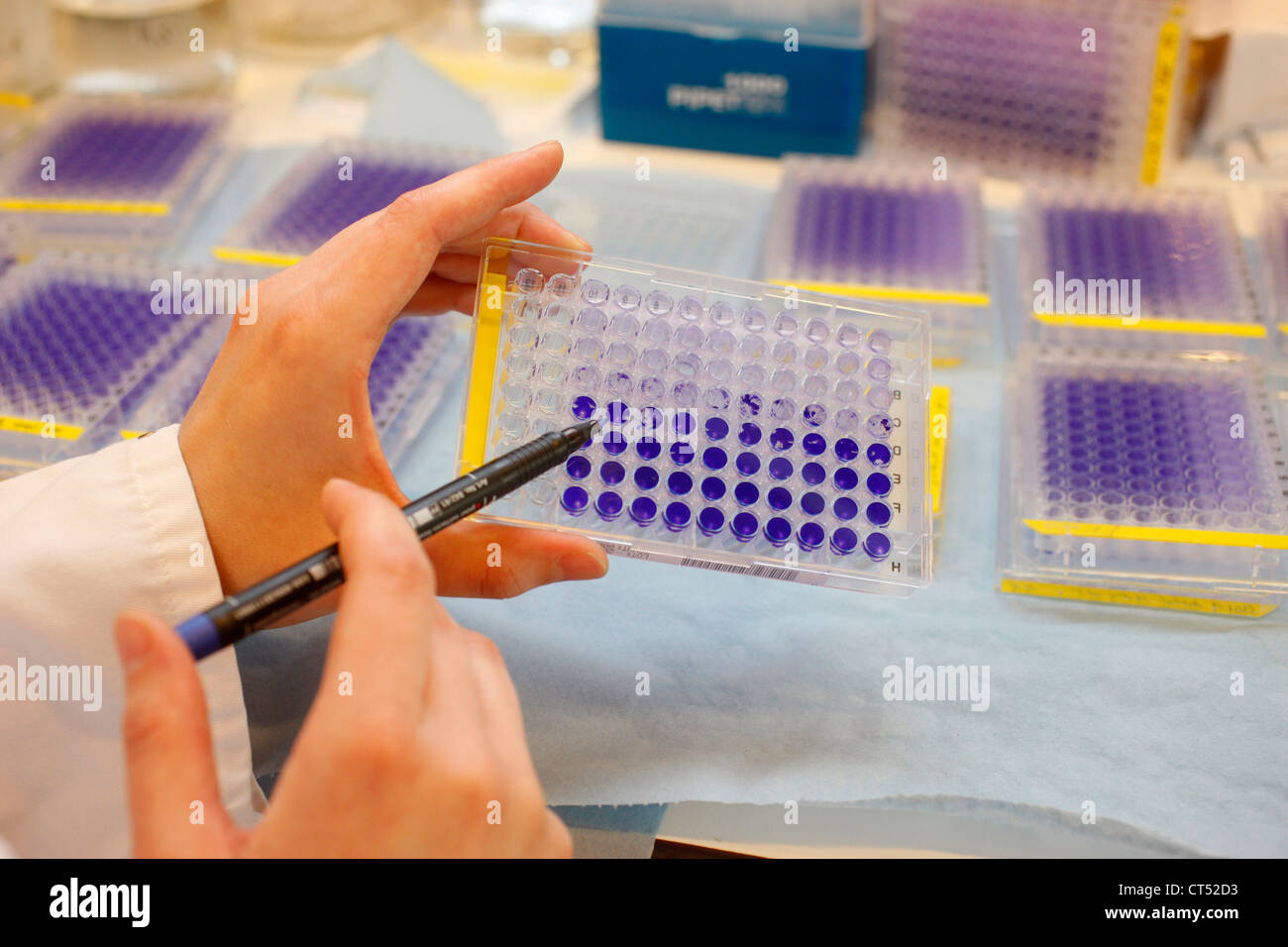 Cell culture assays hi-res stock photography and images - Alamy