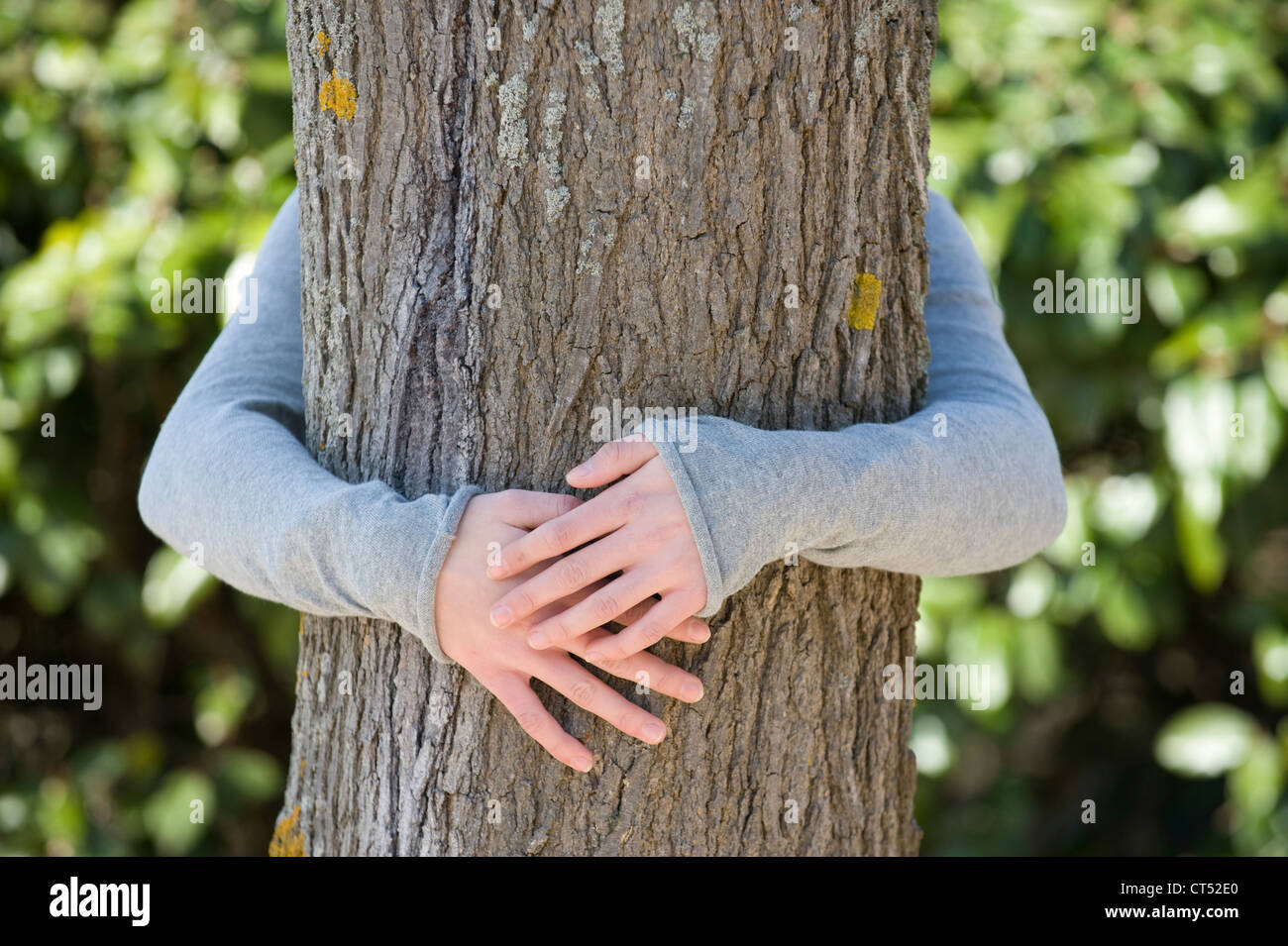12 14 teen trees hi-res stock photography and images - Alamy