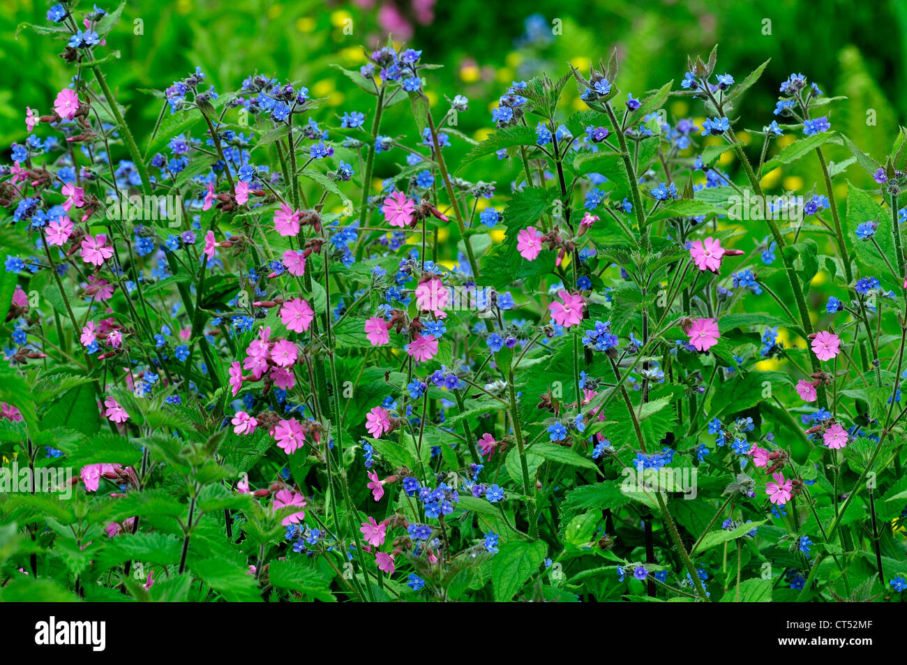 A mixture of red campion and green alkanet, making a vivid display UK ...