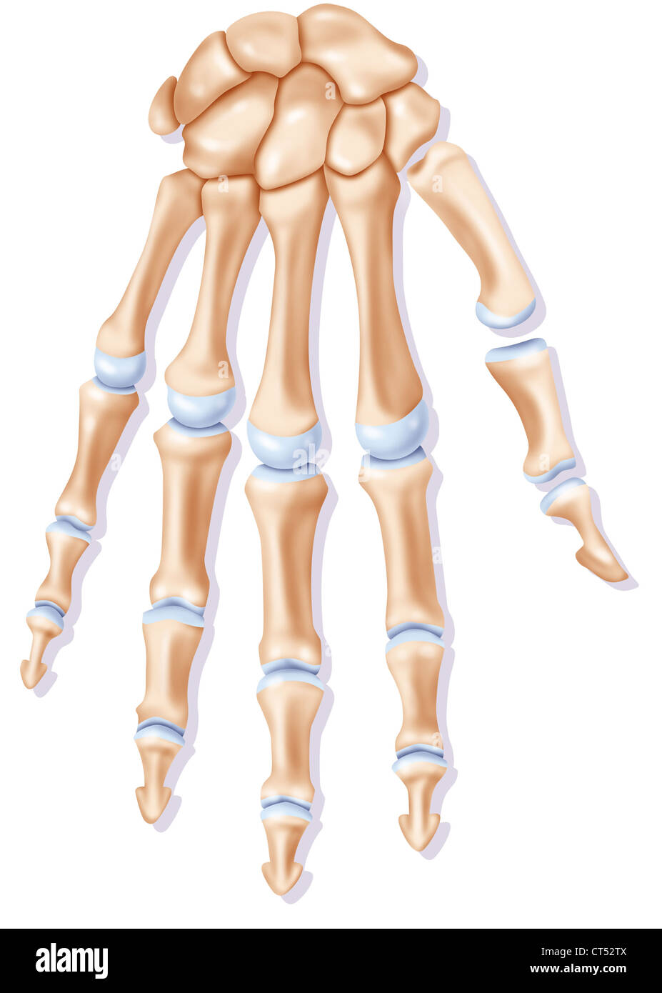 Hand skeleton hi-res stock photography and images - Alamy