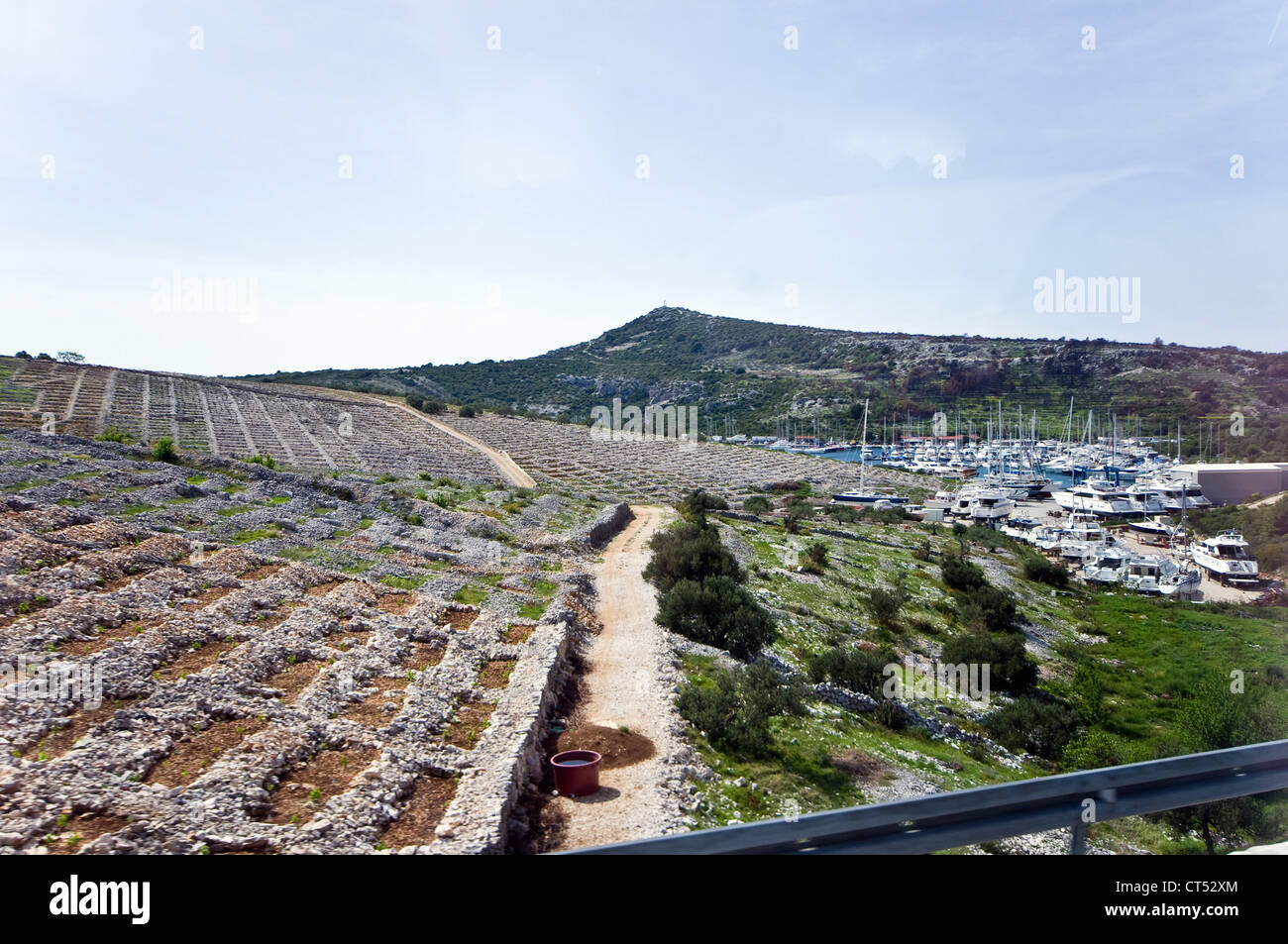 Stony ground terraced olive growing. Croatian Mediterranean. Dry dock ...