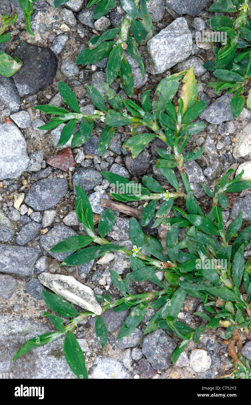 EQUAL-LEAVED KNOTGRASS Polygonum arenastrum (Polygonaceae Stock Photo ...