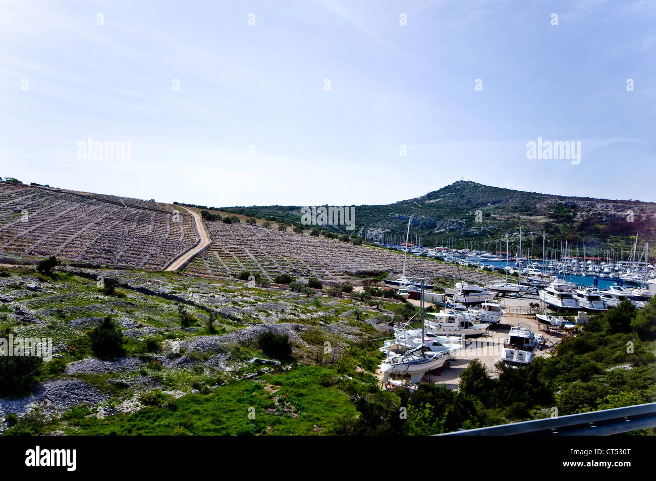 Stony ground terraced olive growing. Croatian Mediterranean. Dry dock ...