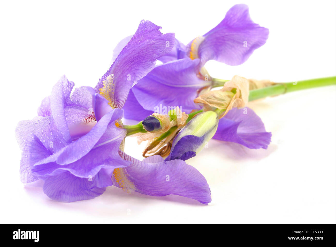 Purple irises floral botanical Cut Out Stock Images & Pictures - Alamy