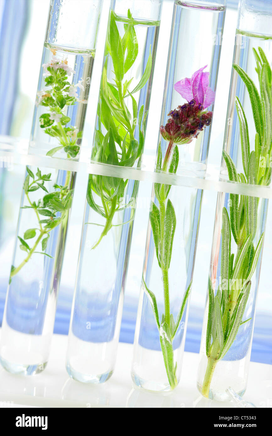 Herbal sciences hi-res stock photography and images - Alamy