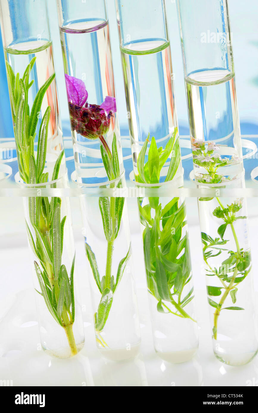 Herbal sciences hi-res stock photography and images - Alamy