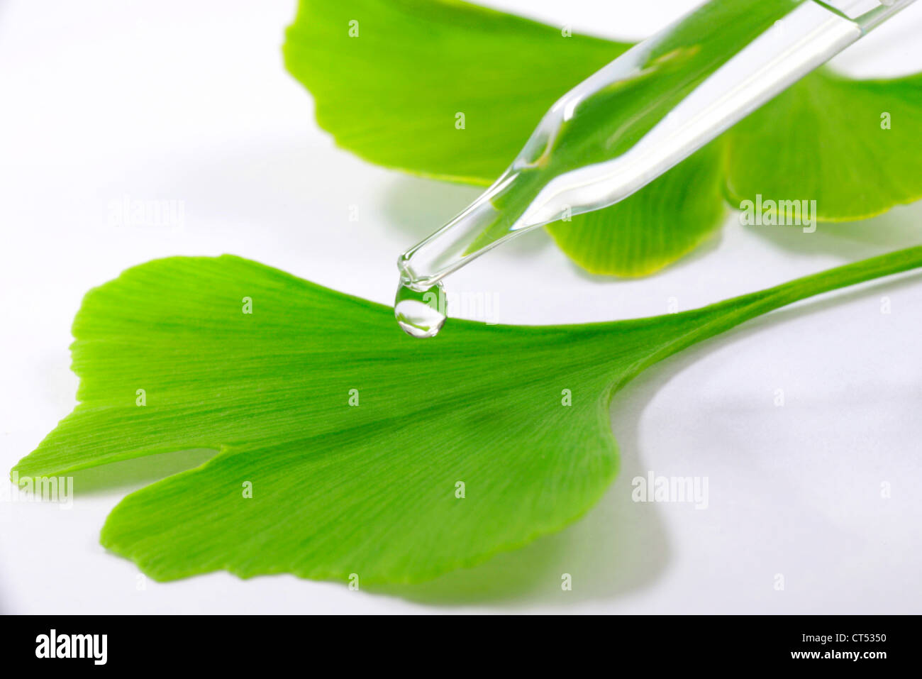 Ginko leaf drop hi-res stock photography and images - Alamy