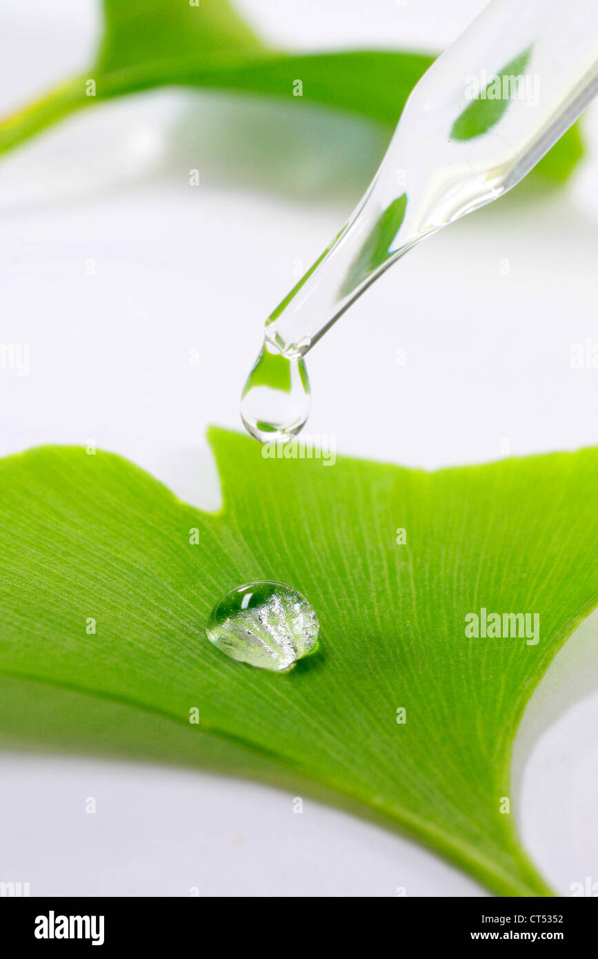 Ginko leaf drop hi-res stock photography and images - Alamy