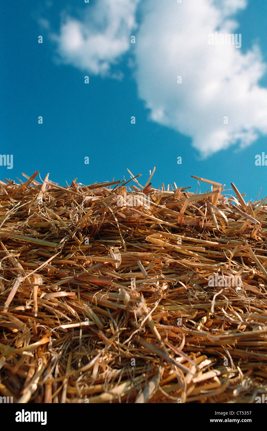 Black, dried straw Stock Photo - Alamy