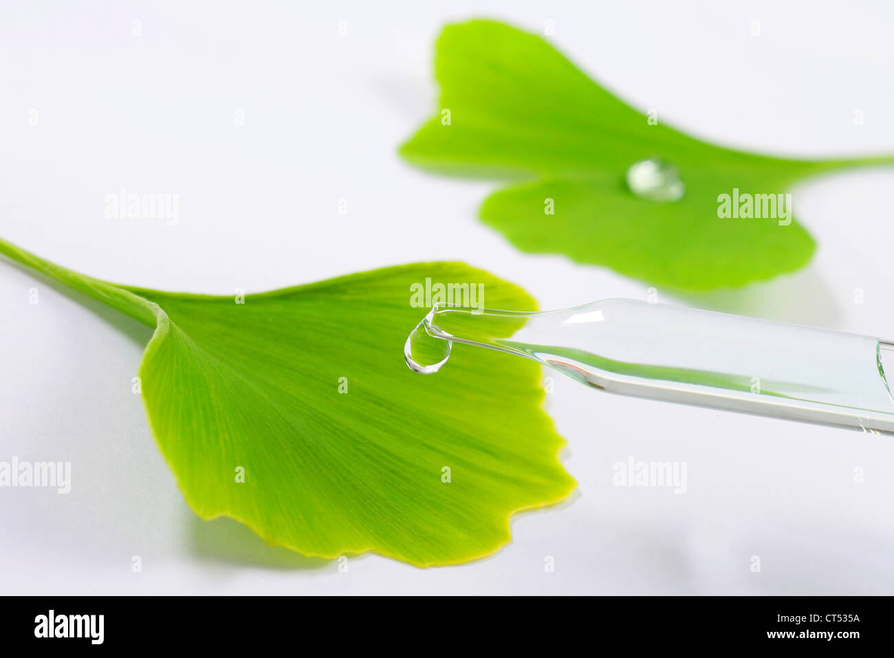 Ginko leaf drop hi-res stock photography and images - Alamy