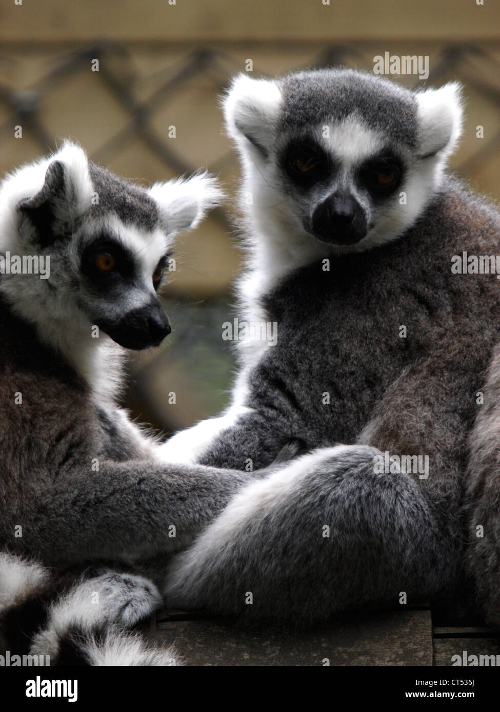 Ring-tailed lemurs, Lemur catta Stock Photo - Alamy