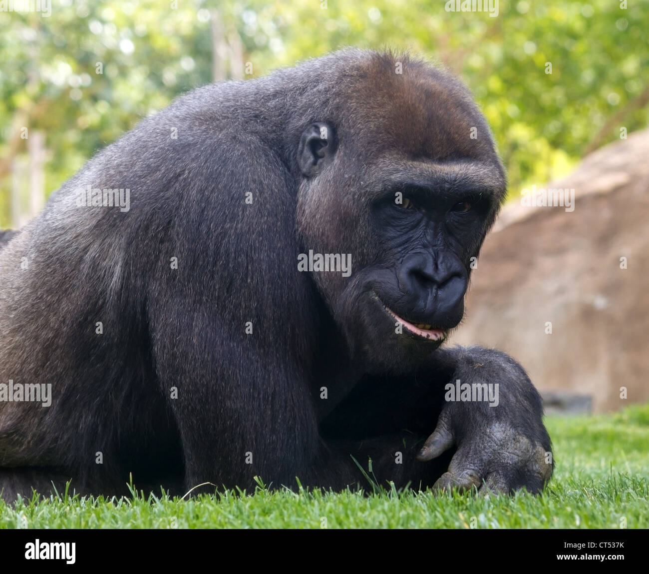 Silverback Gorilla Smiling