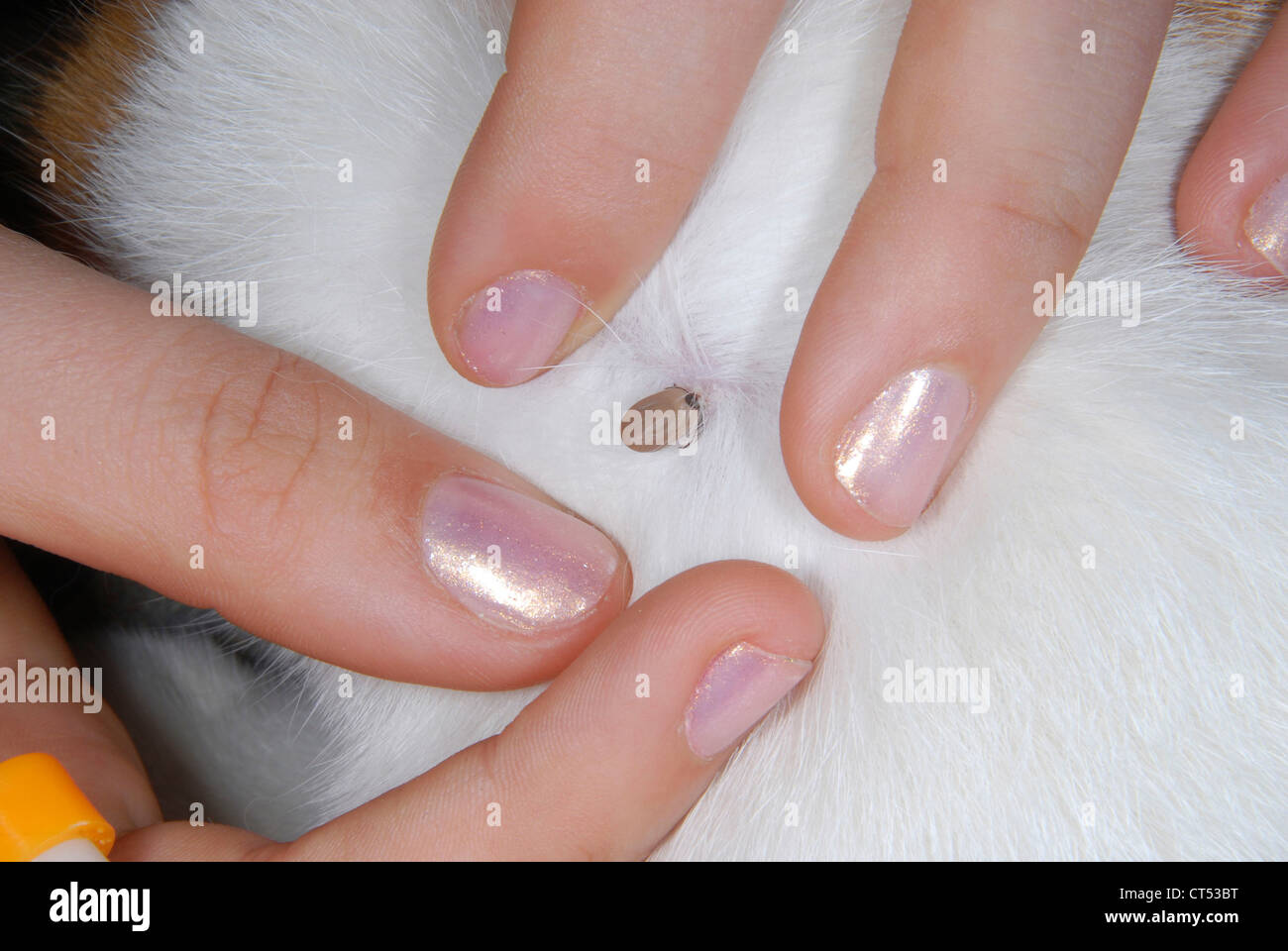 Tick human hair hi-res stock photography and images - Alamy