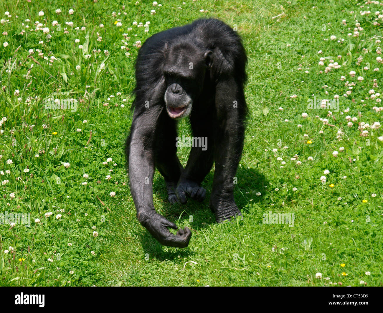 Chimp walking alone hi-res stock photography and images - Alamy