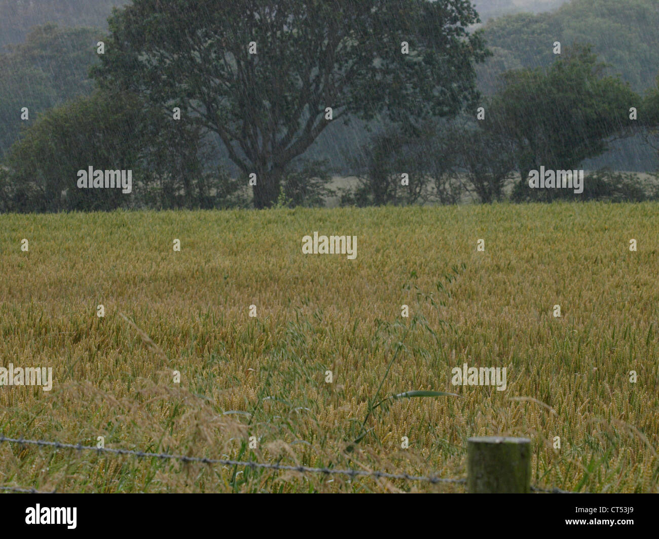 Heavy rain on crops, Dorset, UK Stock Photo - Alamy