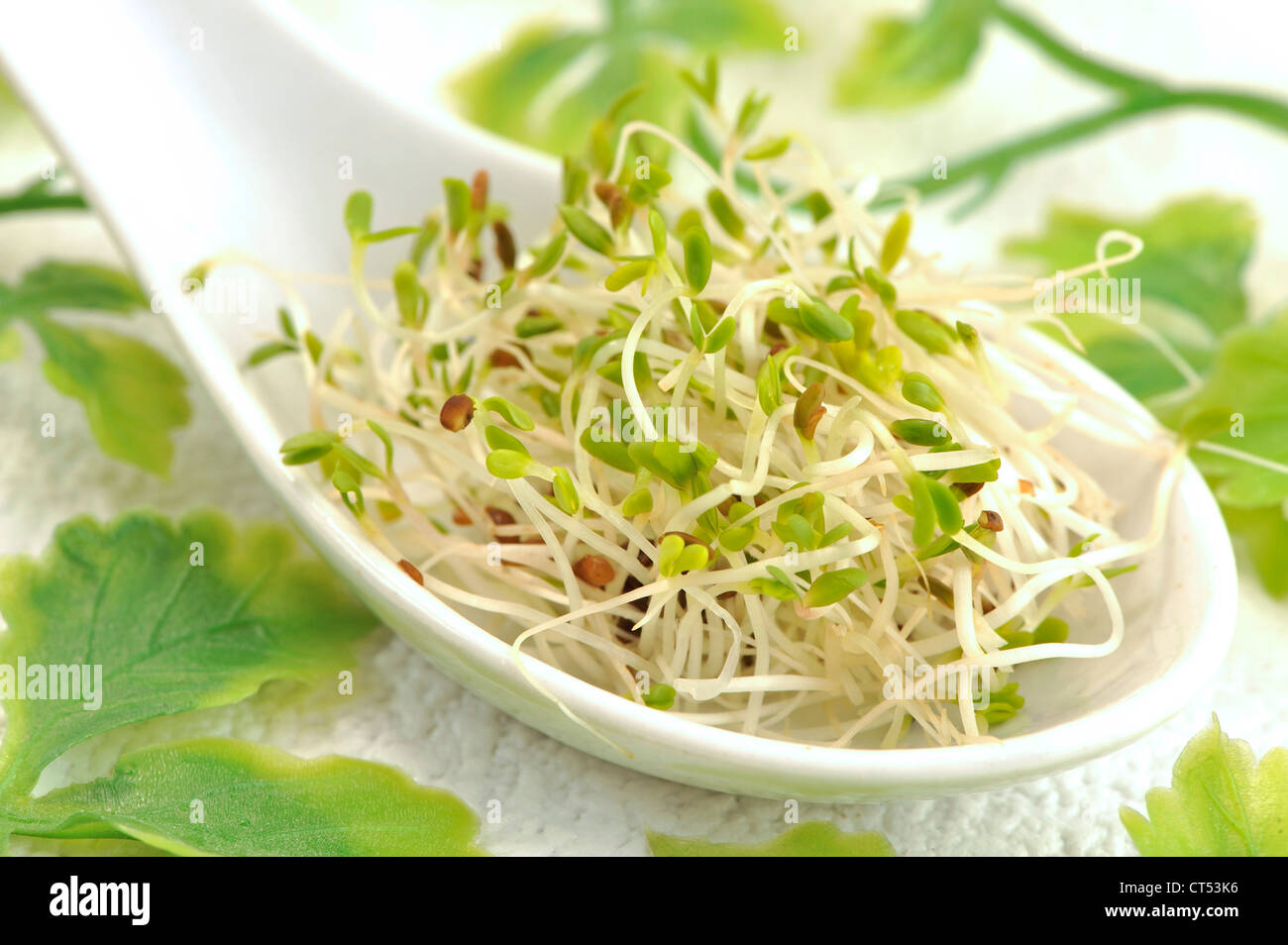 Germinated seed hi-res stock photography and images - Alamy