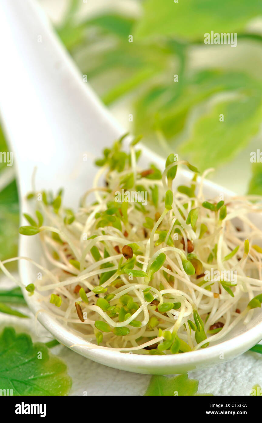 Germinated sprouts hi-res stock photography and images - Alamy