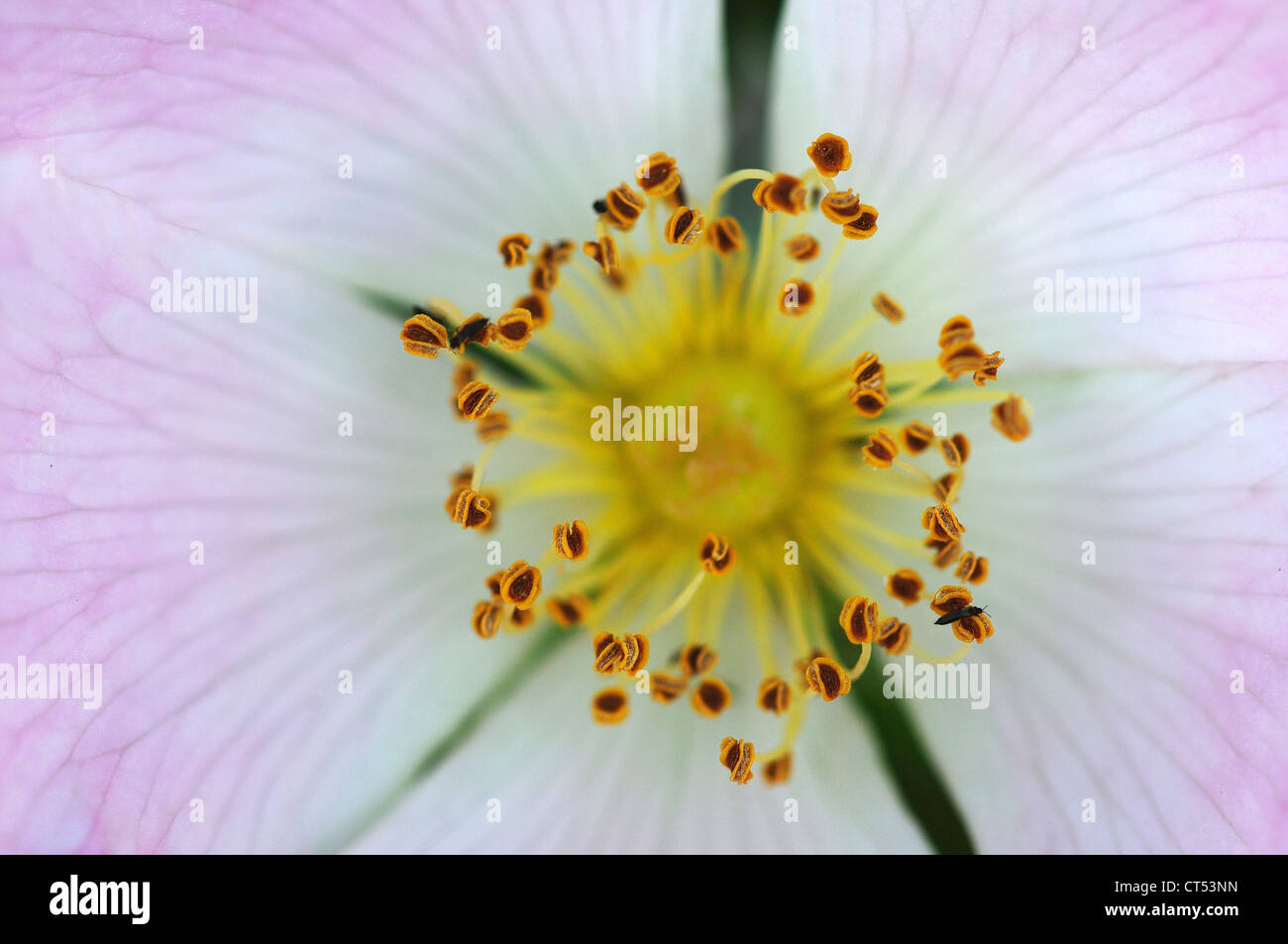 A close-up of a wild dog rose - stunning UK Stock Photo - Alamy