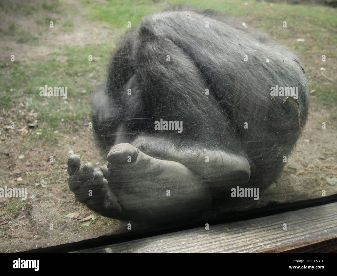 Close-up of sleeping gorilla's feet at the Bronx Zoo, Bronx, New York ...