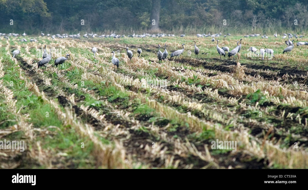 Long, cranes in a field Stock Photo - Alamy