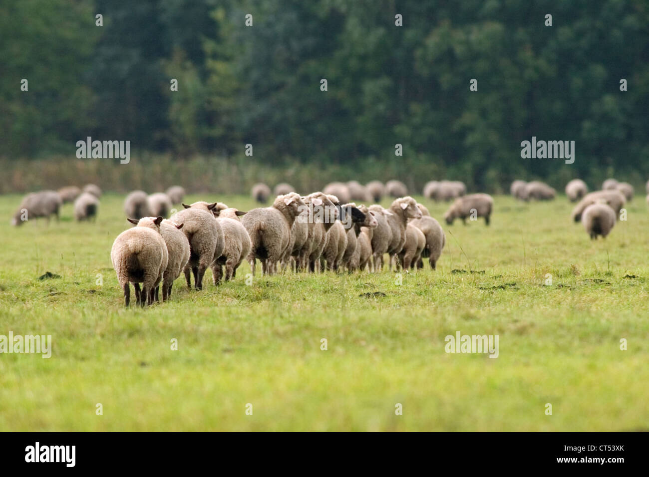 Long, Sheep on a meadow Stock Photo - Alamy