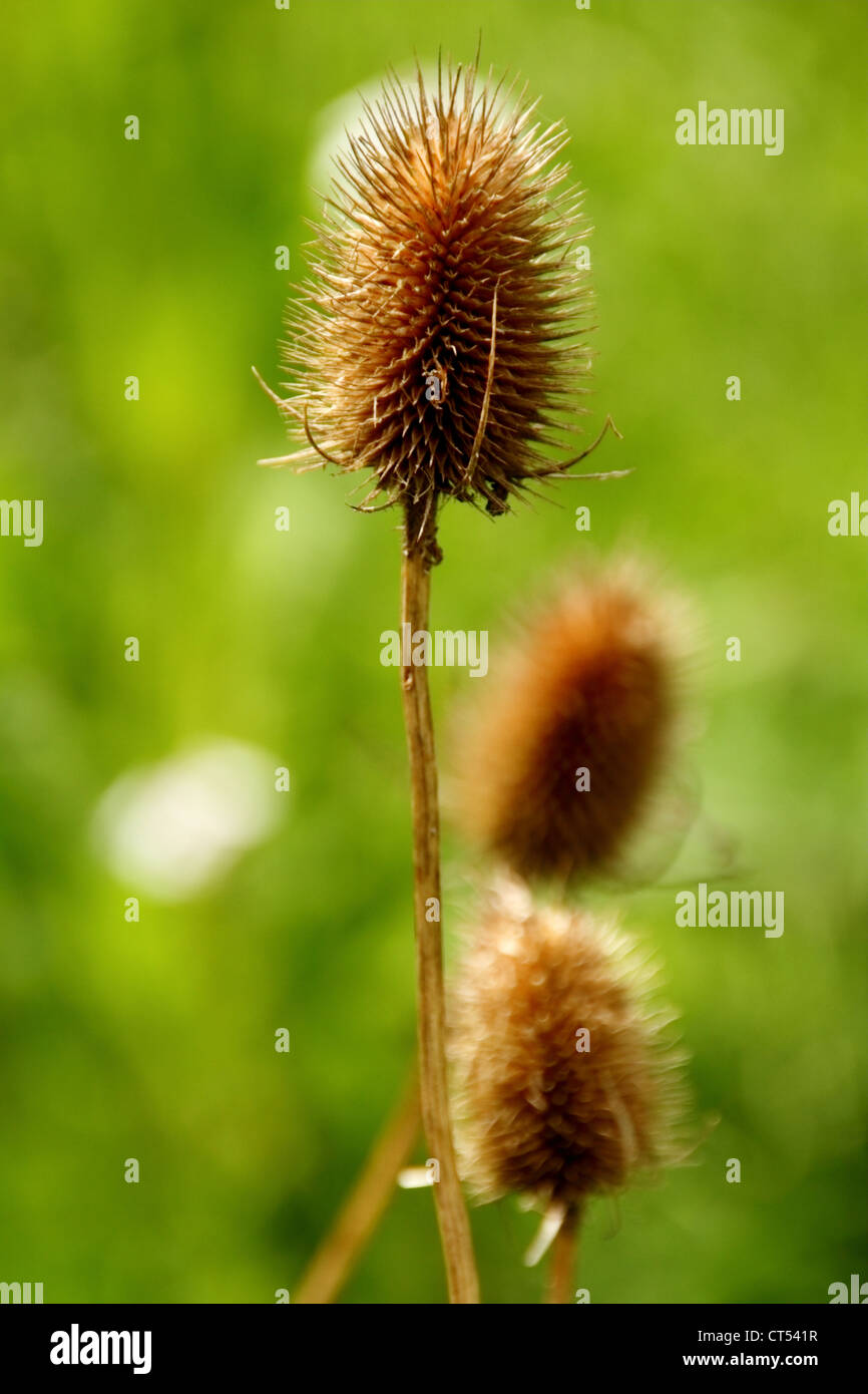 dried teasel head close up with blurred background Stock Photo - Alamy