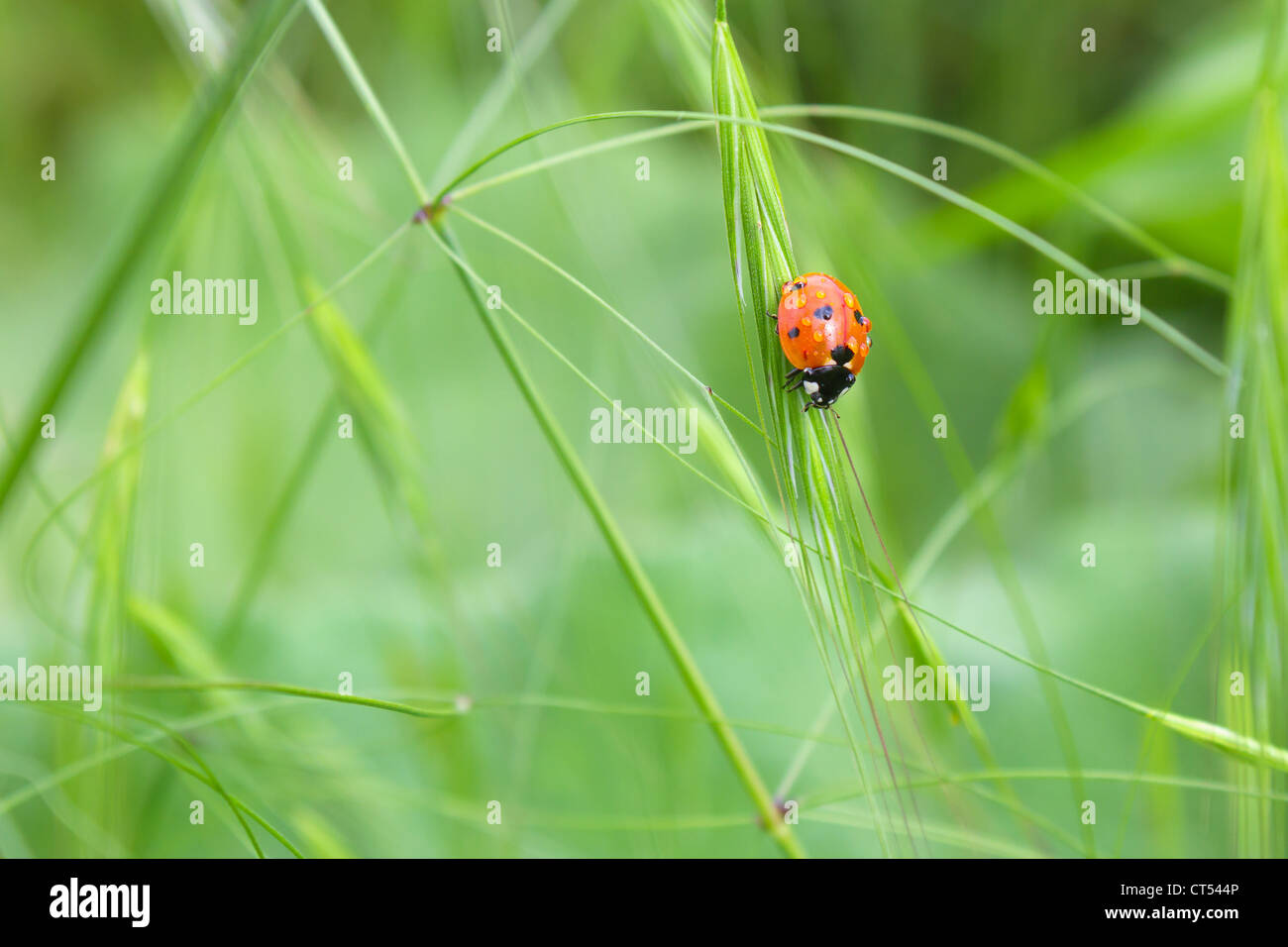 Ladybug in grass Stock Photo - Alamy