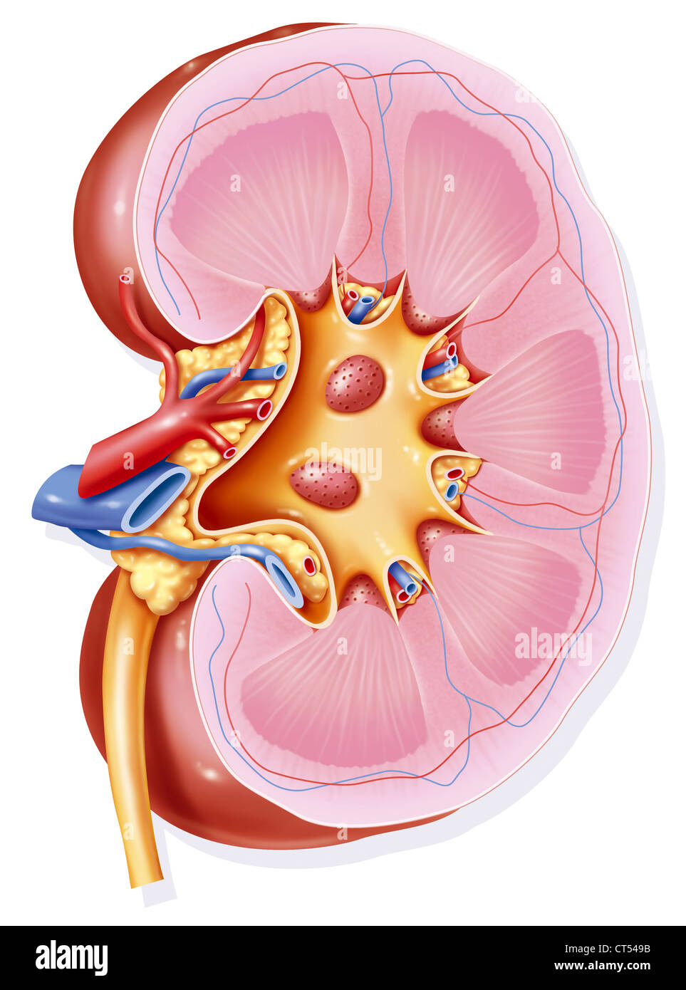 Renal pyramid kidney hi-res stock photography and images - Alamy