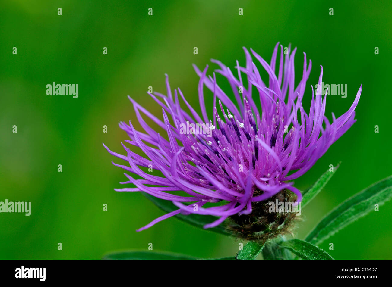Knapweed hi-res stock photography and images - Alamy