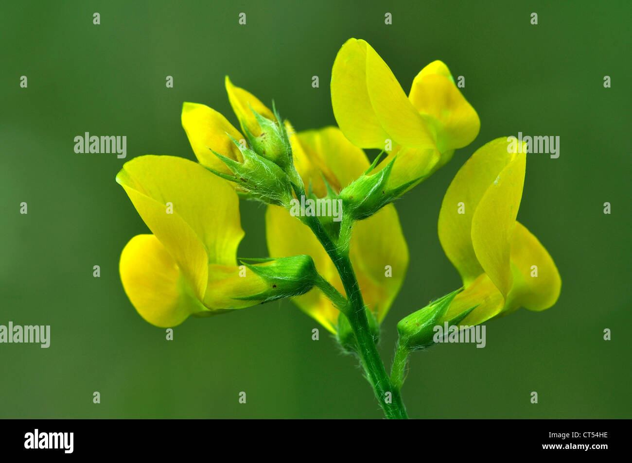 Meadow vetchling uk hi-res stock photography and images - Alamy