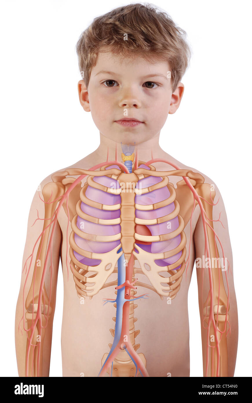 Anatomy abdominal blood vessels hi-res stock photography and images - Alamy