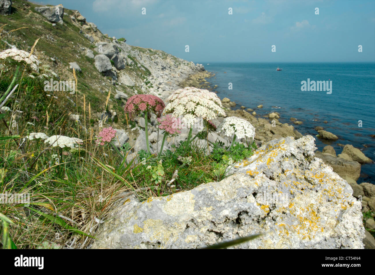 Sea carrot hi-res stock photography and images - Alamy