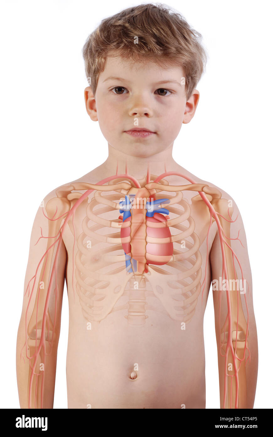 BLOOD CIRCULATION, ILLUSTRATION Stock Photo - Alamy