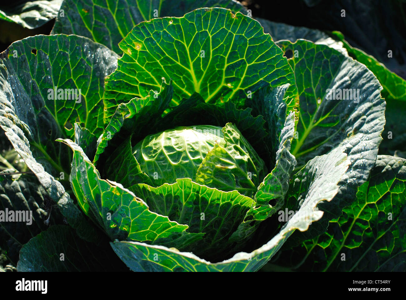 Cabbages kings hi-res stock photography and images - Alamy