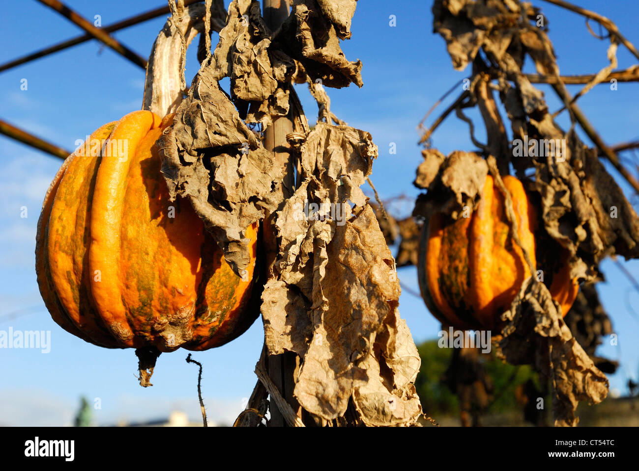 Hanging squash hi-res stock photography and images - Alamy
