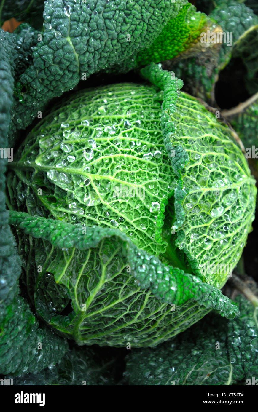Brassica sp brassica oleracea hi-res stock photography and images - Alamy