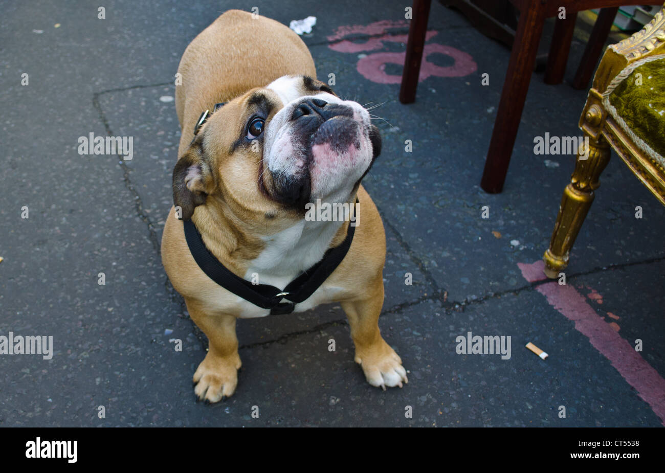Woof dog hi-res stock photography and images - Alamy