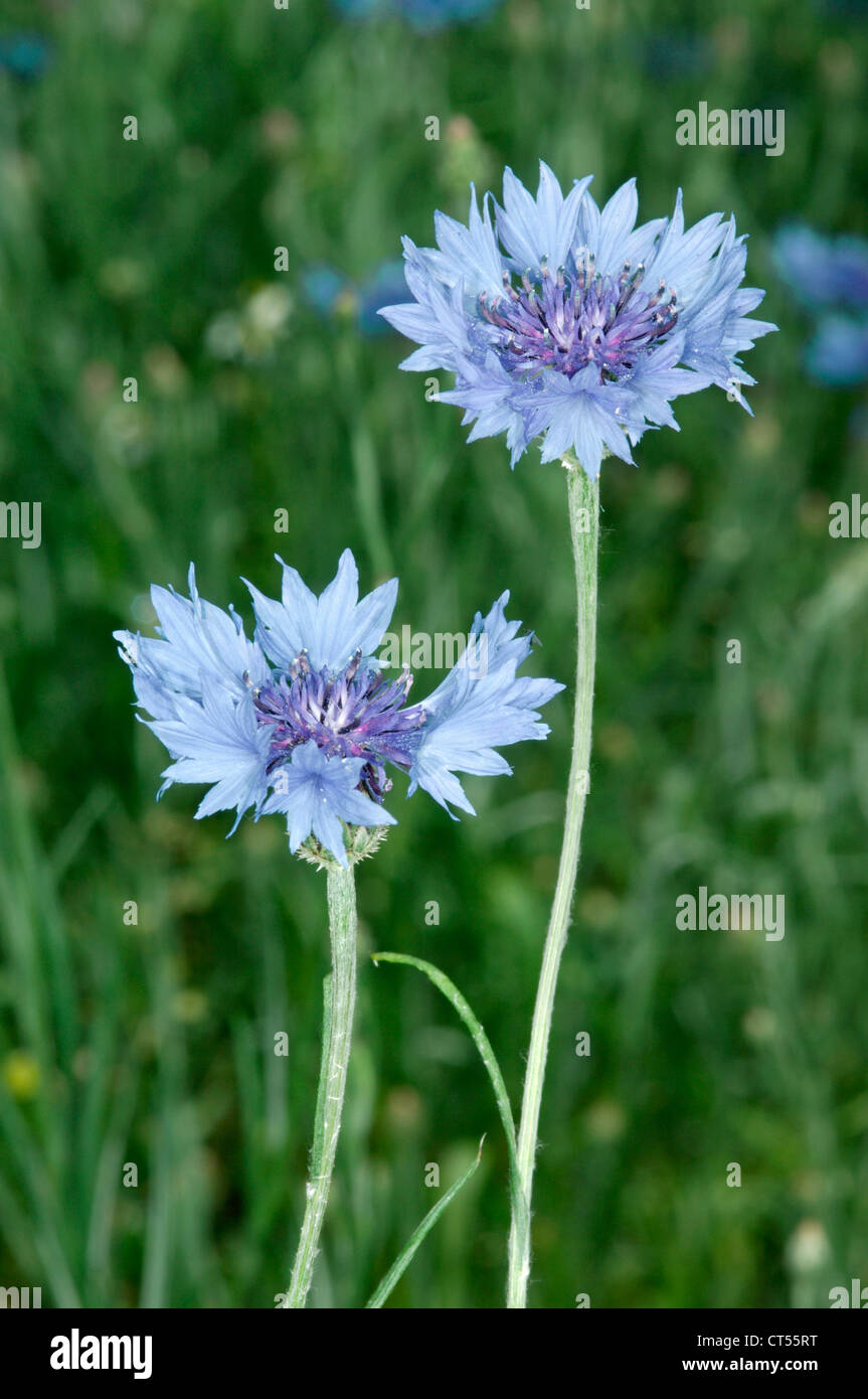 Red cornflower hi-res stock photography and images - Alamy