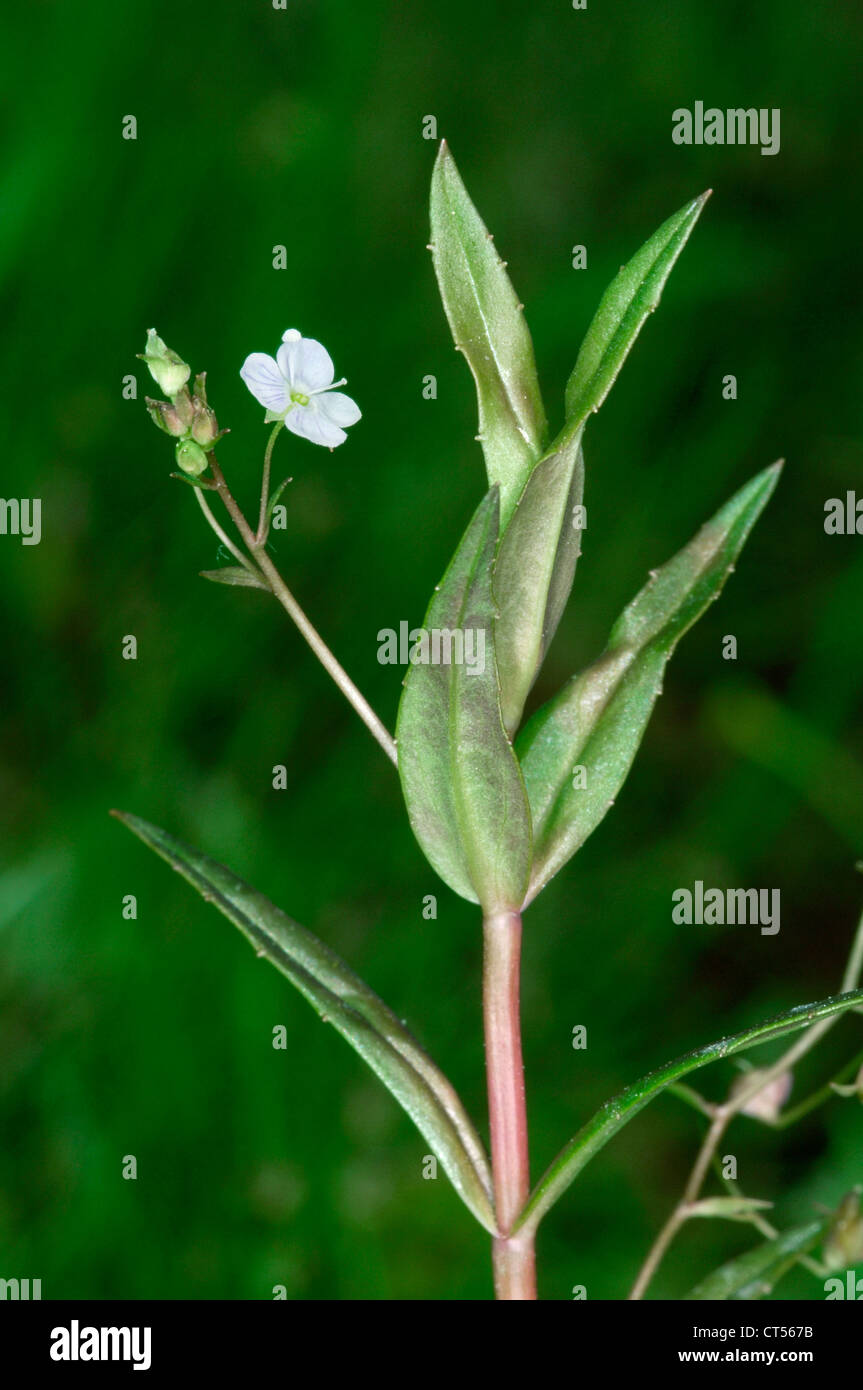 MARSH SPEEDWELL Veronica scutellata (Scrophulariaceae Stock Photo - Alamy