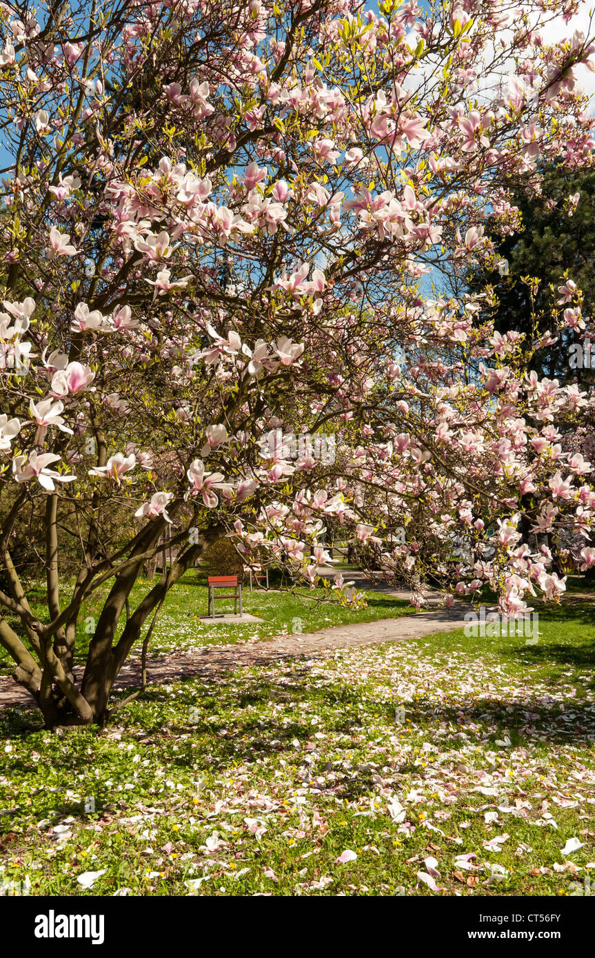 Magnolia Soulangeana Amabilis (Saucer Magnolia) Tree in Bloom ...