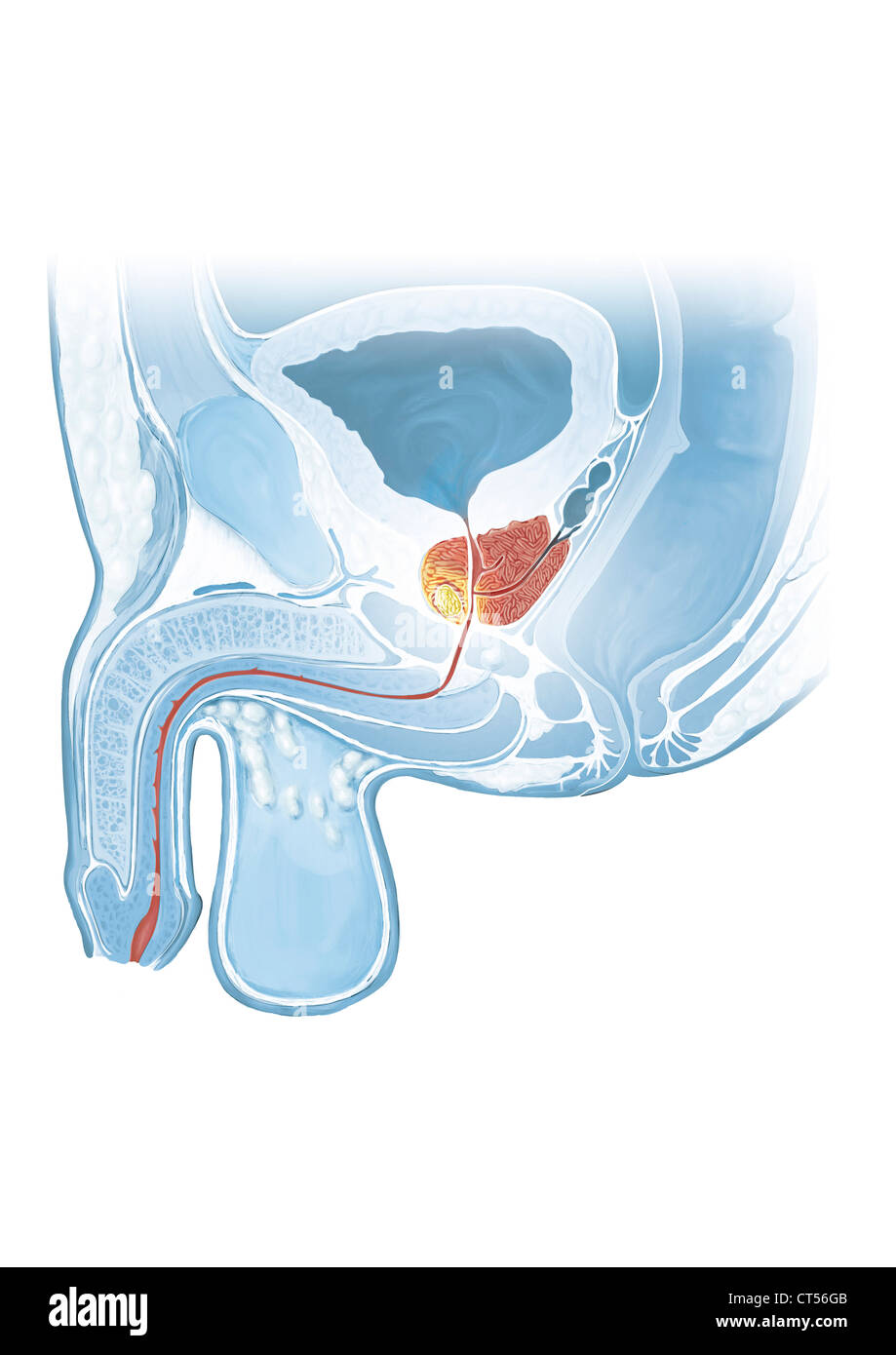 Medical cancer male Cut Out Stock Images & Pictures - Alamy
