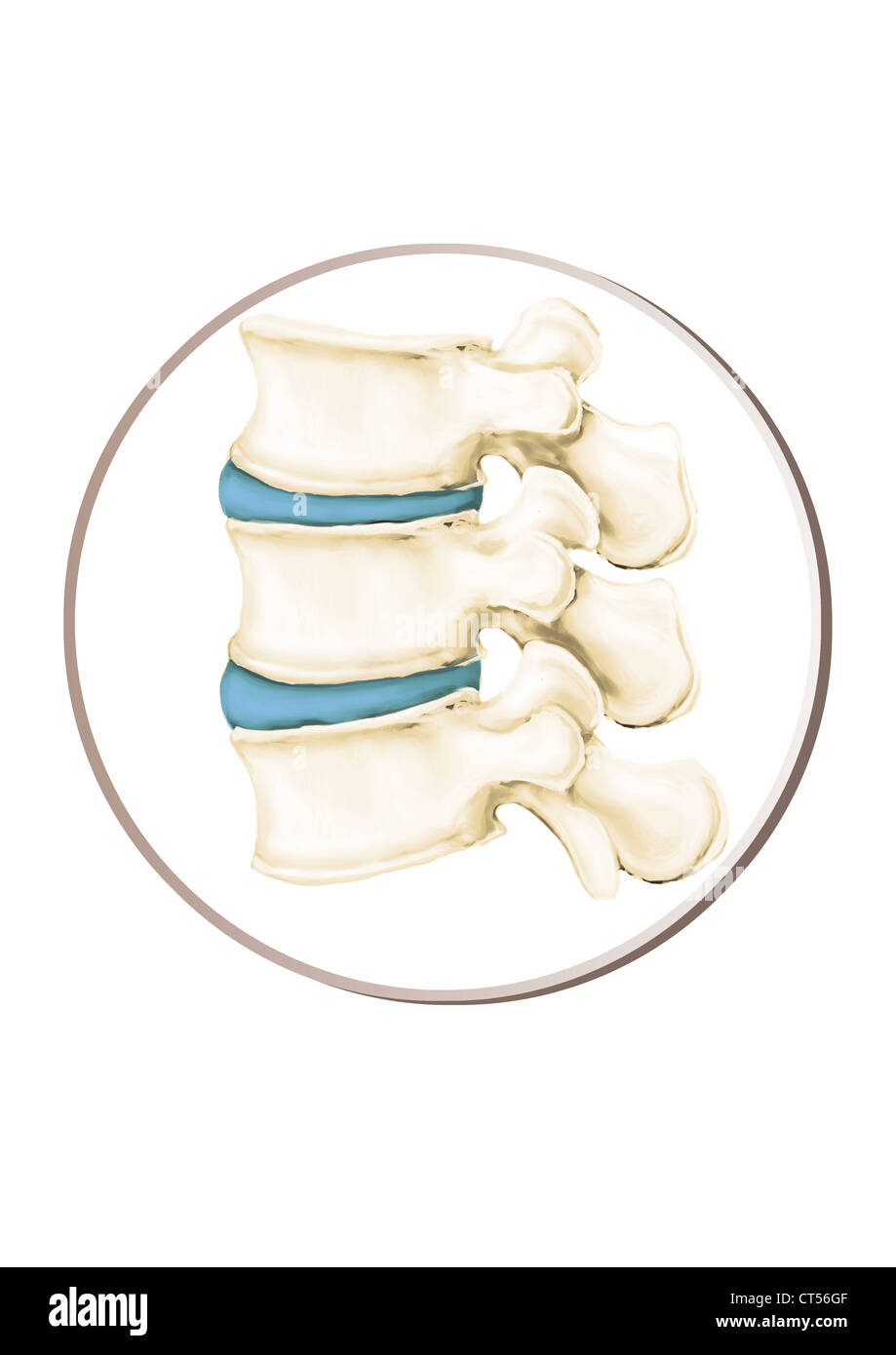 Apophyses hi-res stock photography and images - Alamy