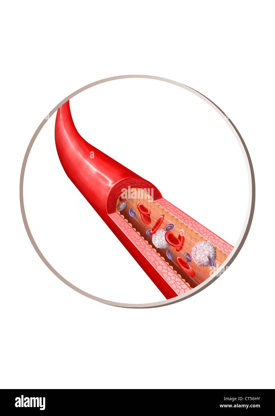 White artery hi-res stock photography and images - Alamy