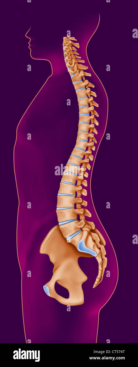 Spinal column drawing hi-res stock photography and images - Alamy