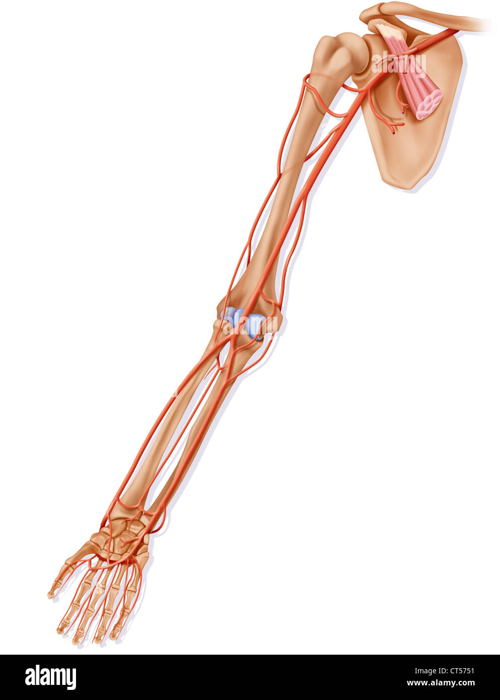 Brachial artery hi-res stock photography and images - Alamy