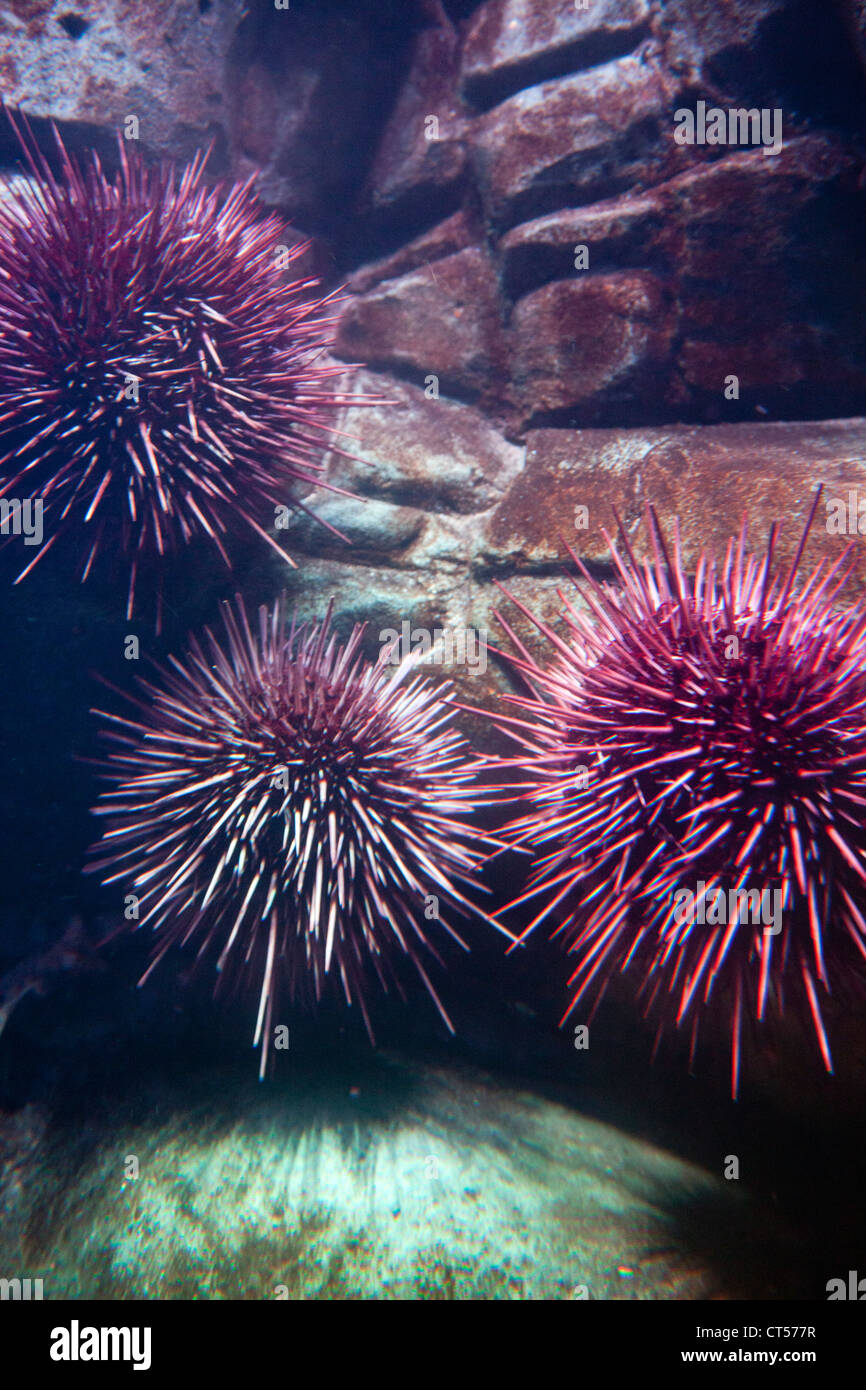 Red Sea Urchin or Strongylocentrotus Franciscanus at London Aquarium ...