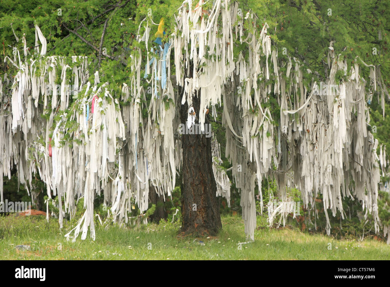 Sacred tree, Ulagansky pass, Altai, Siberia, Russia Stock Photo - Alamy